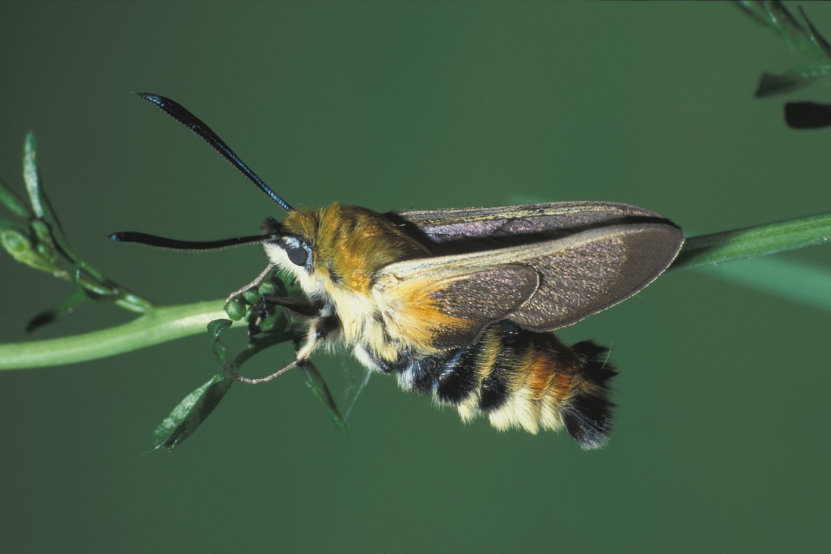 Hemaris tityus, Narrow-bordered Bee Hawk-moth